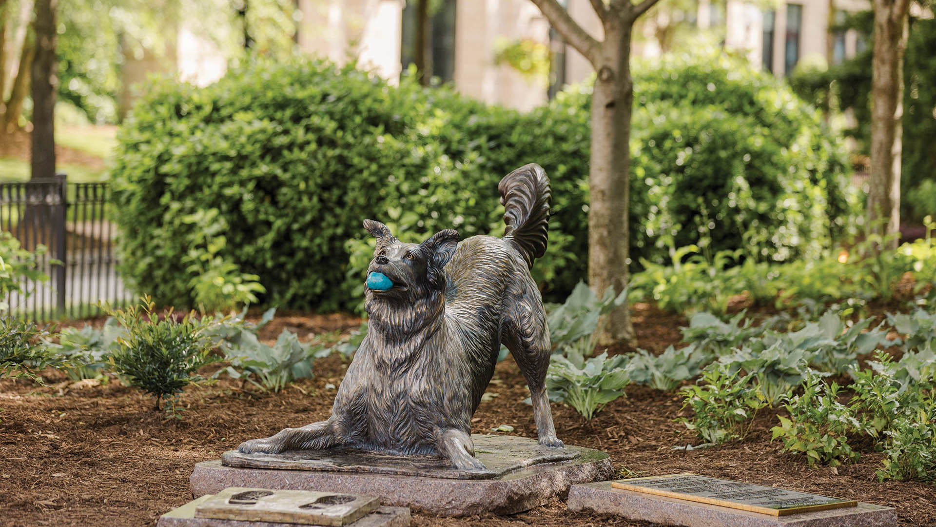 Chaser's Legacy - Hub City Animal Project